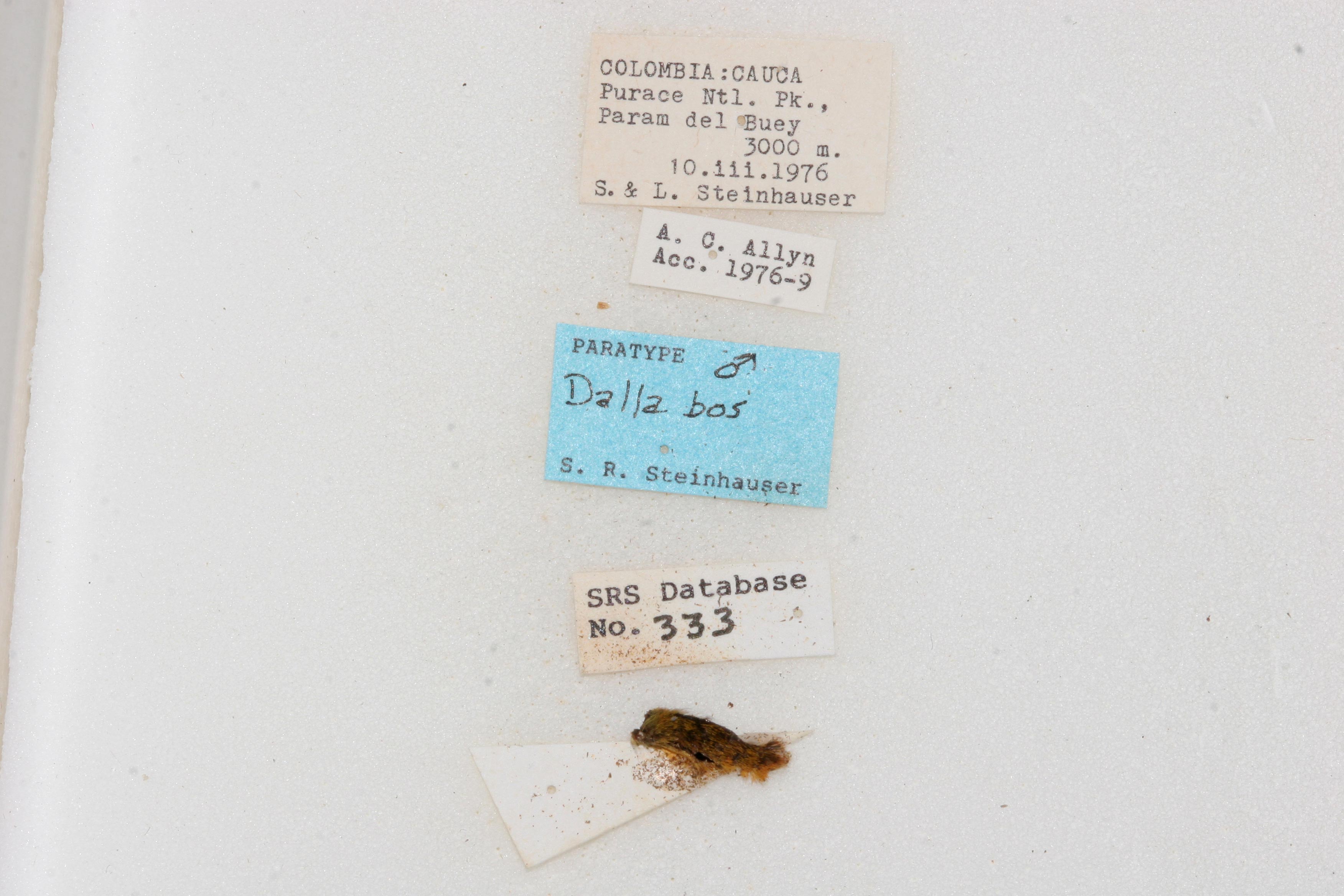 Ladda bos (type specimens)